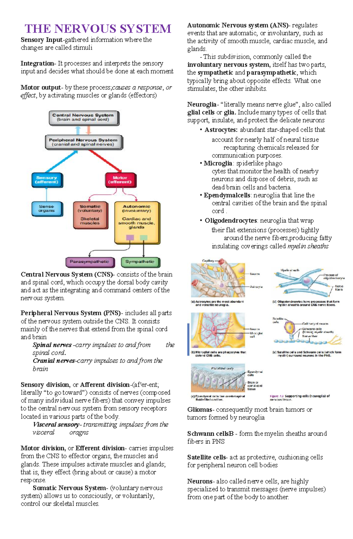 Semis- Anaphy - learnings - THE NERVOUS SYSTEM Sensory Input-gathered information where the ...