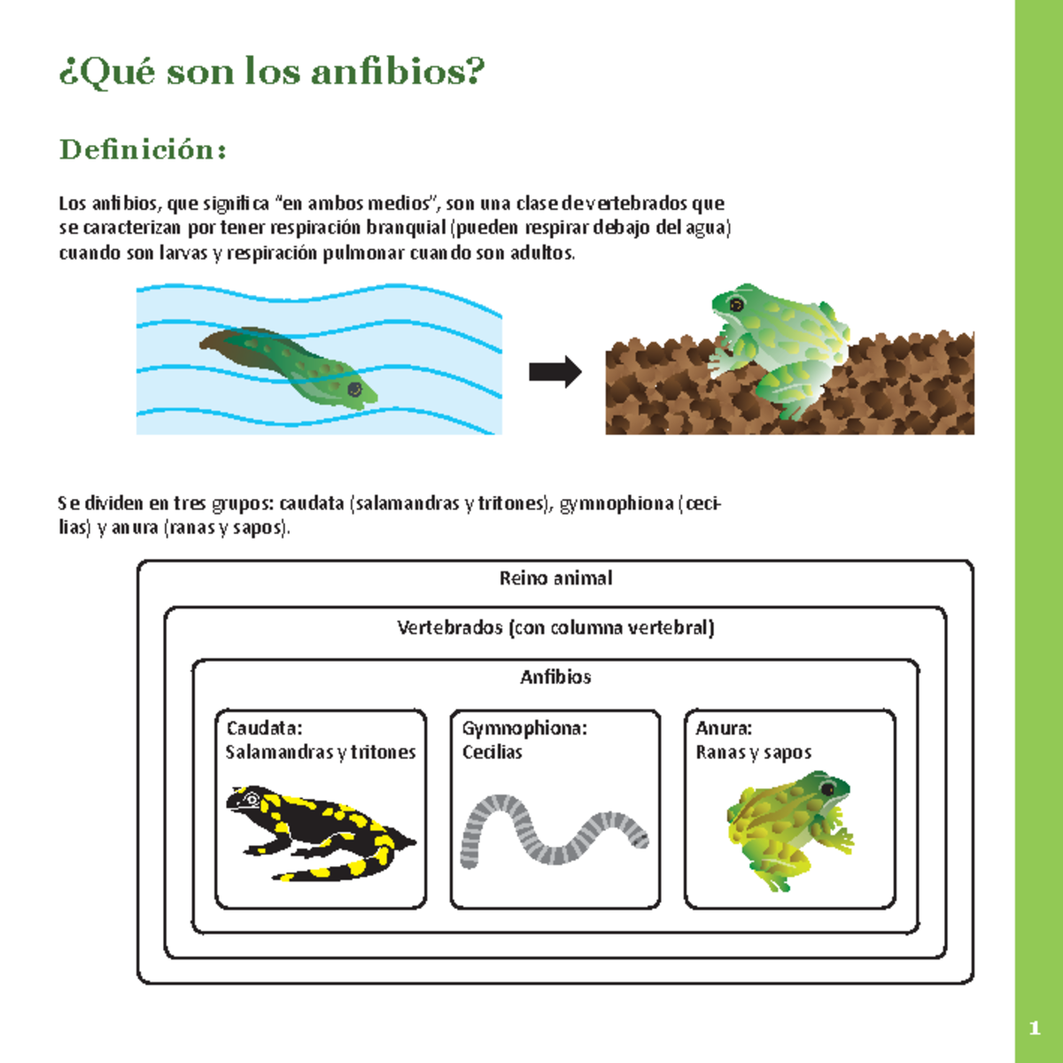 Nueva Cartilla Anfibios - Definición: ¿Qué son los anfibios? Caudata ...
