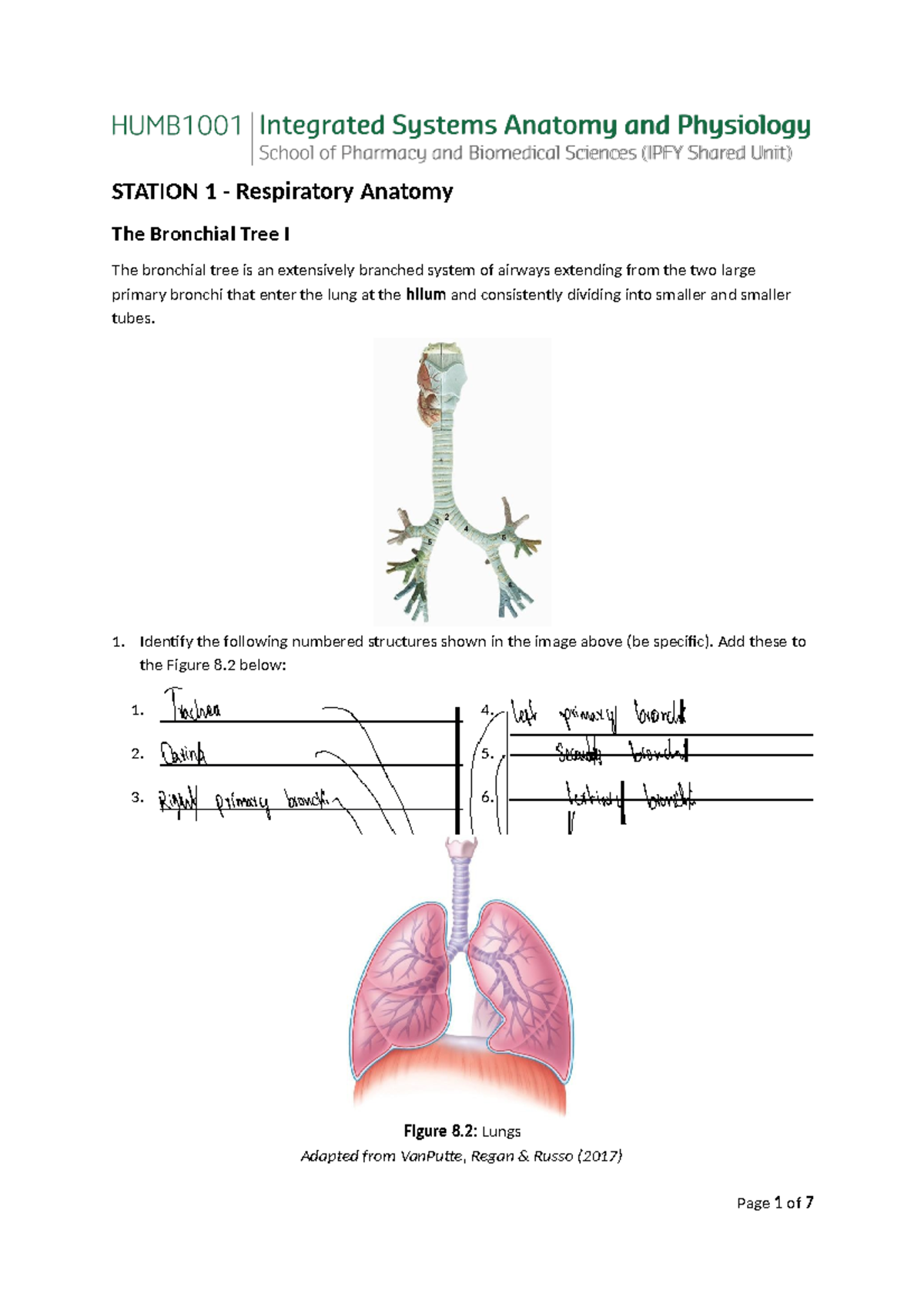 Module 8 lab HUMB1001 - STATION 1 - Respiratory Anatomy The Bronchial ...