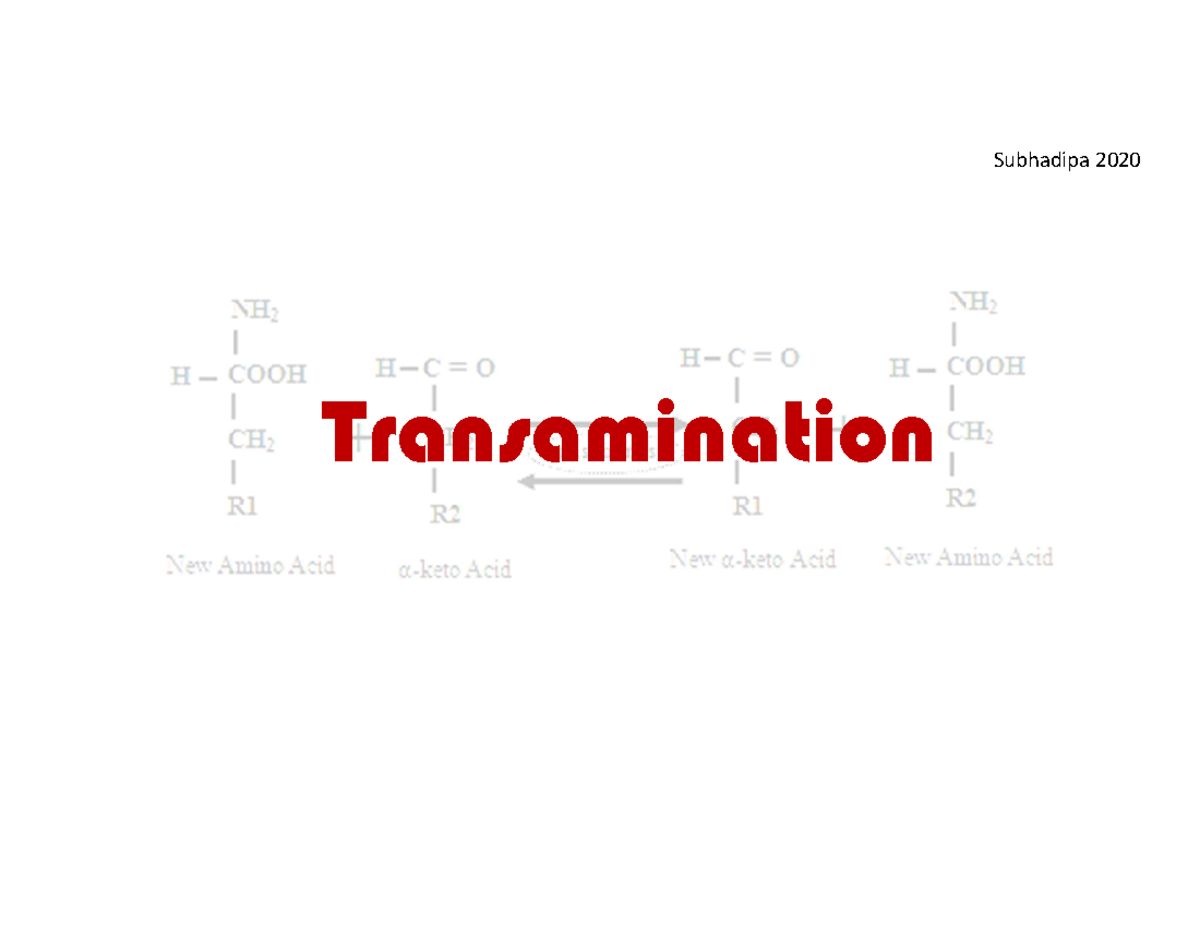 Transamination - Lecture notes - Transamination What is Transamination ...