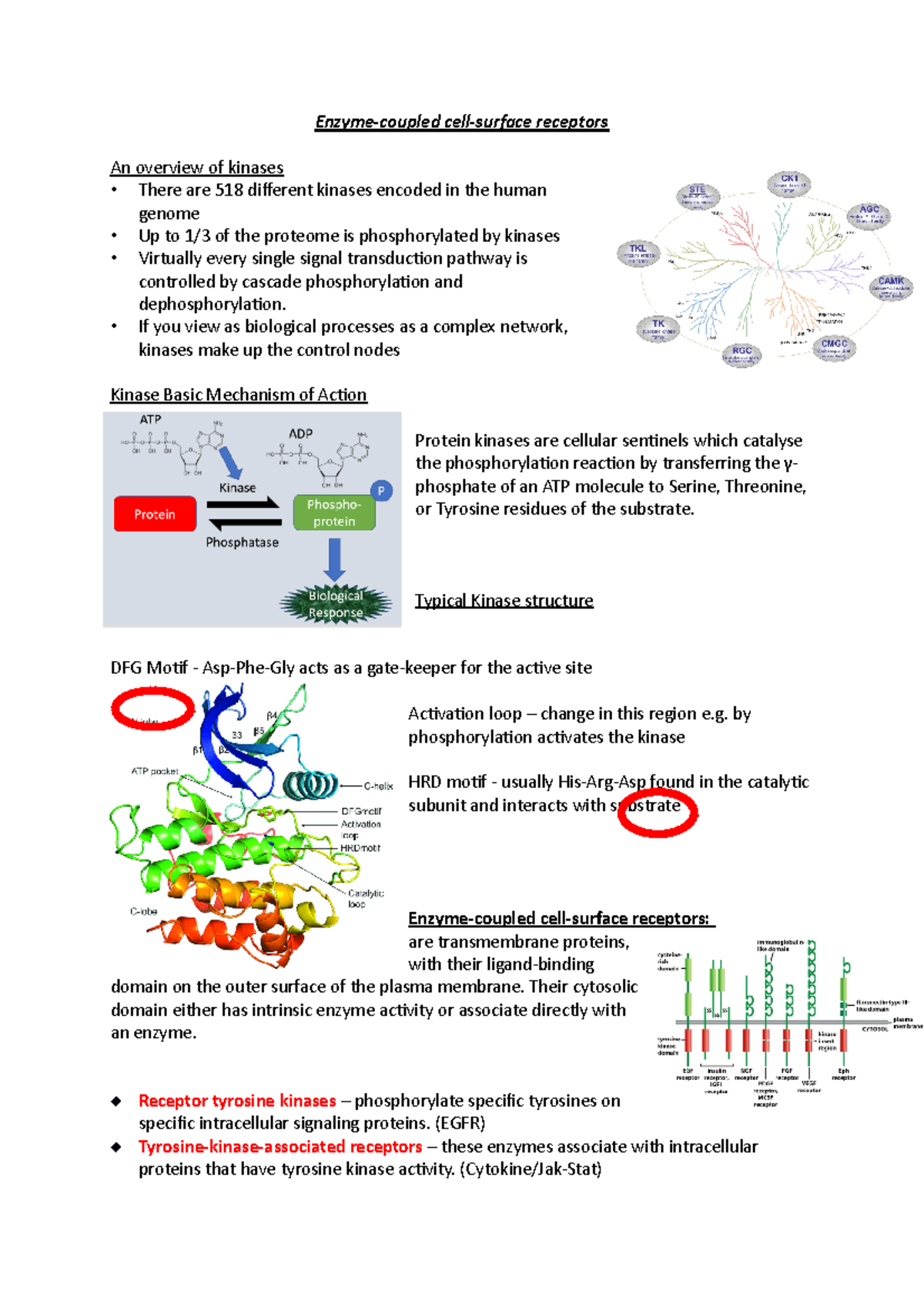 enzyme coupled cell receptor - Enzyme-coupled cell-surface receptors An ...