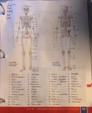 Axial Skeleton Deep Dive Student - Axial Skeleton Webquest Part 1 ...
