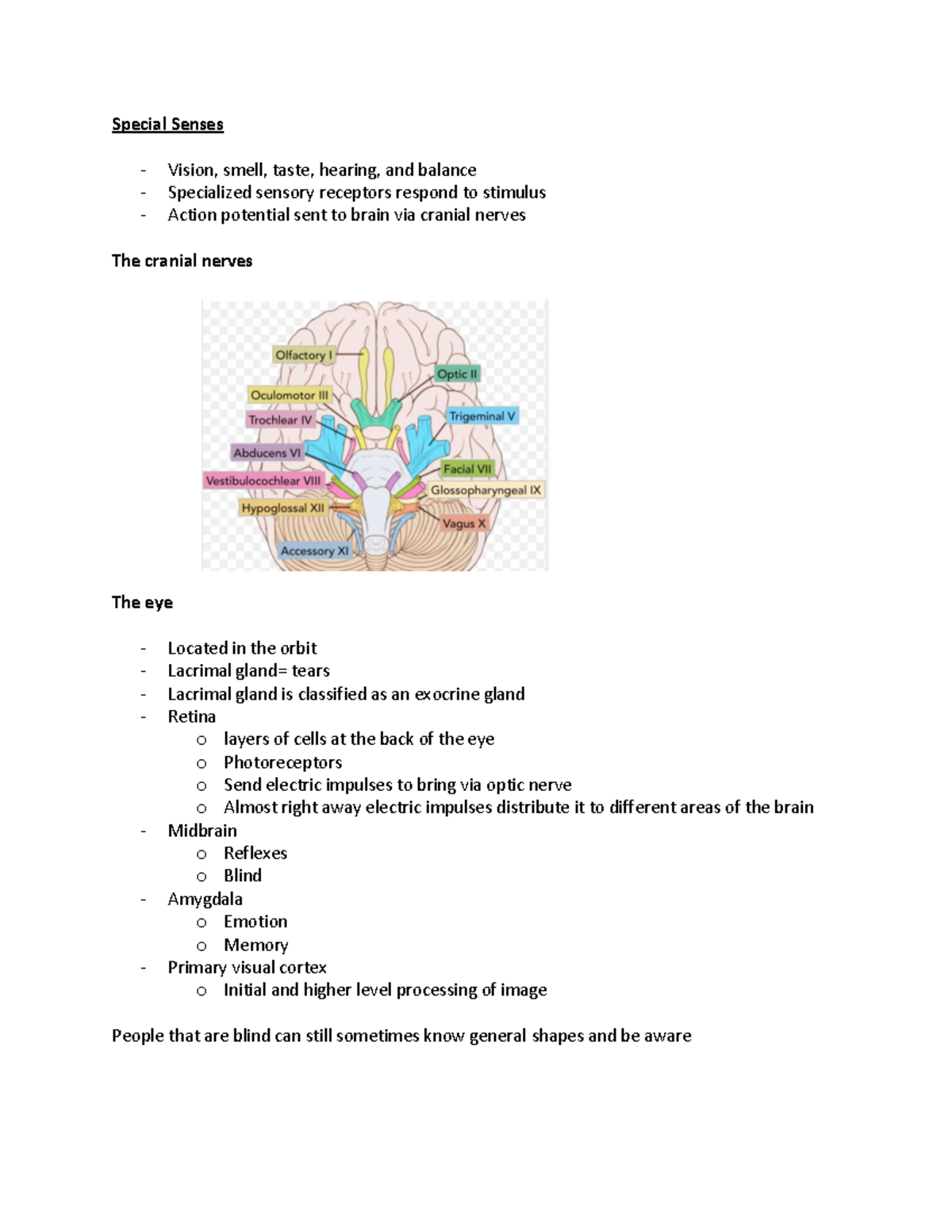 Special senses - Special Senses - Vision, smell, taste, hearing, and ...