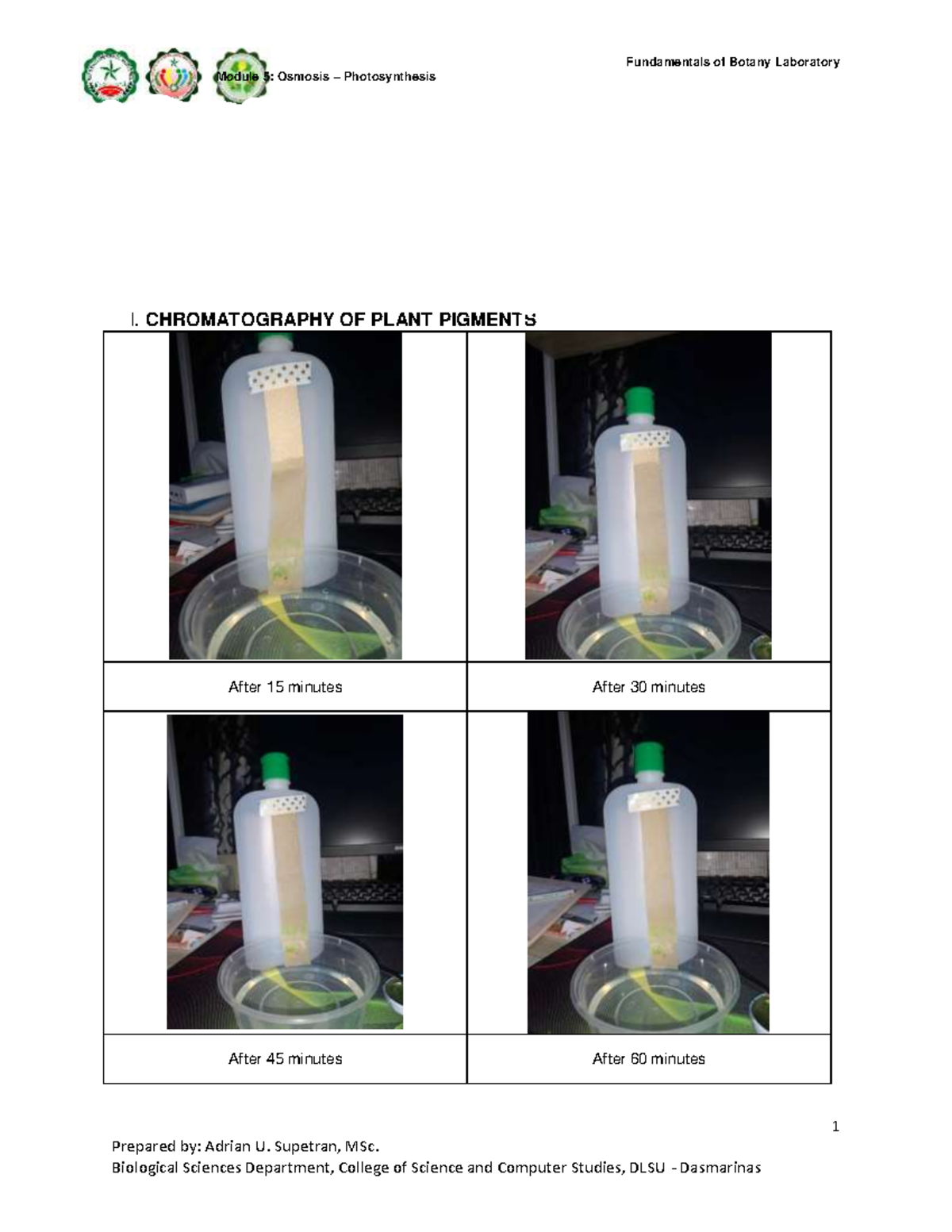 Photosynthesis - chromatography of plant pigments, effects of ...