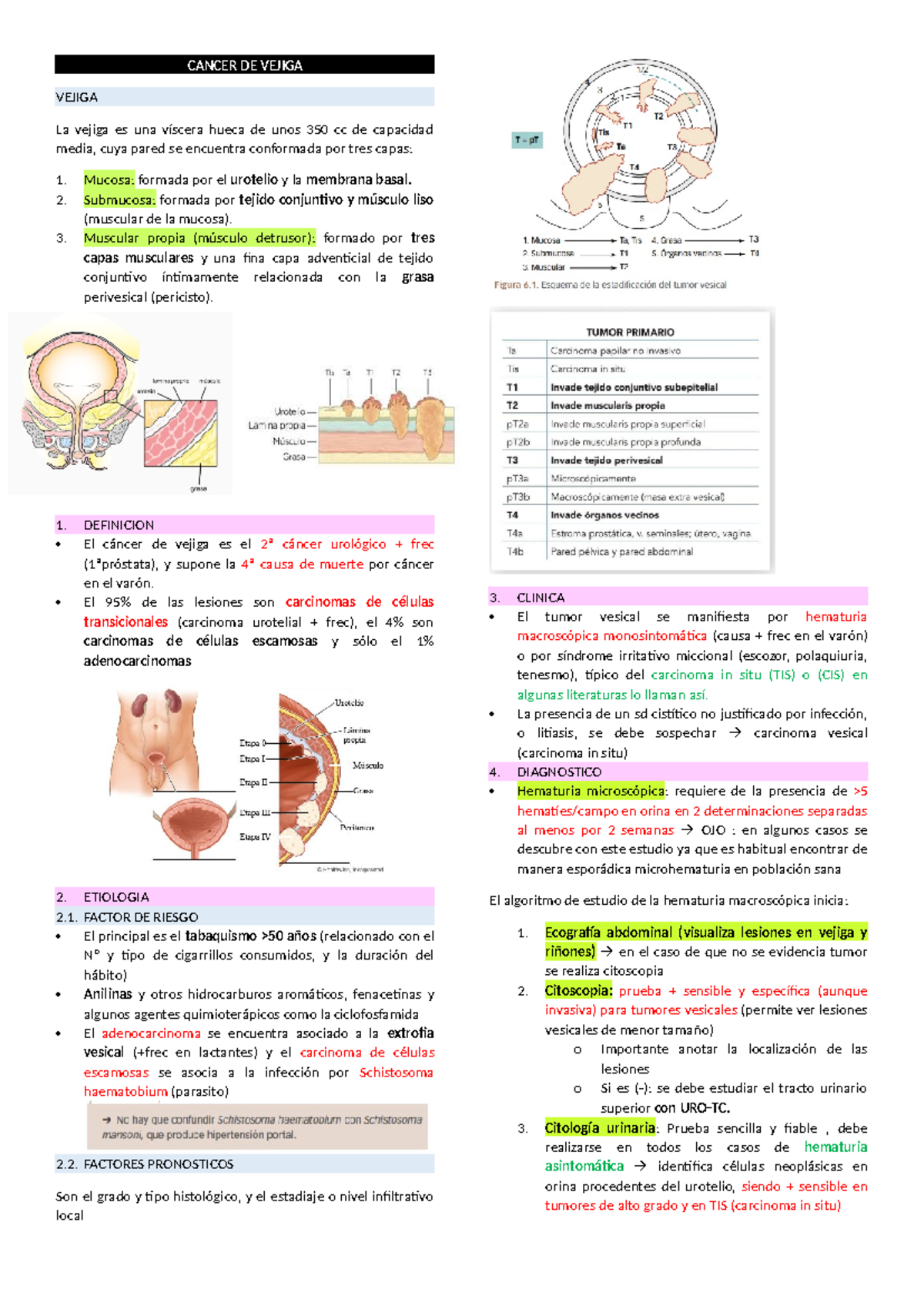 Cancer DE Vejiga - CANCER DE VEJIGA VEJIGA La vejiga es una víscera ...