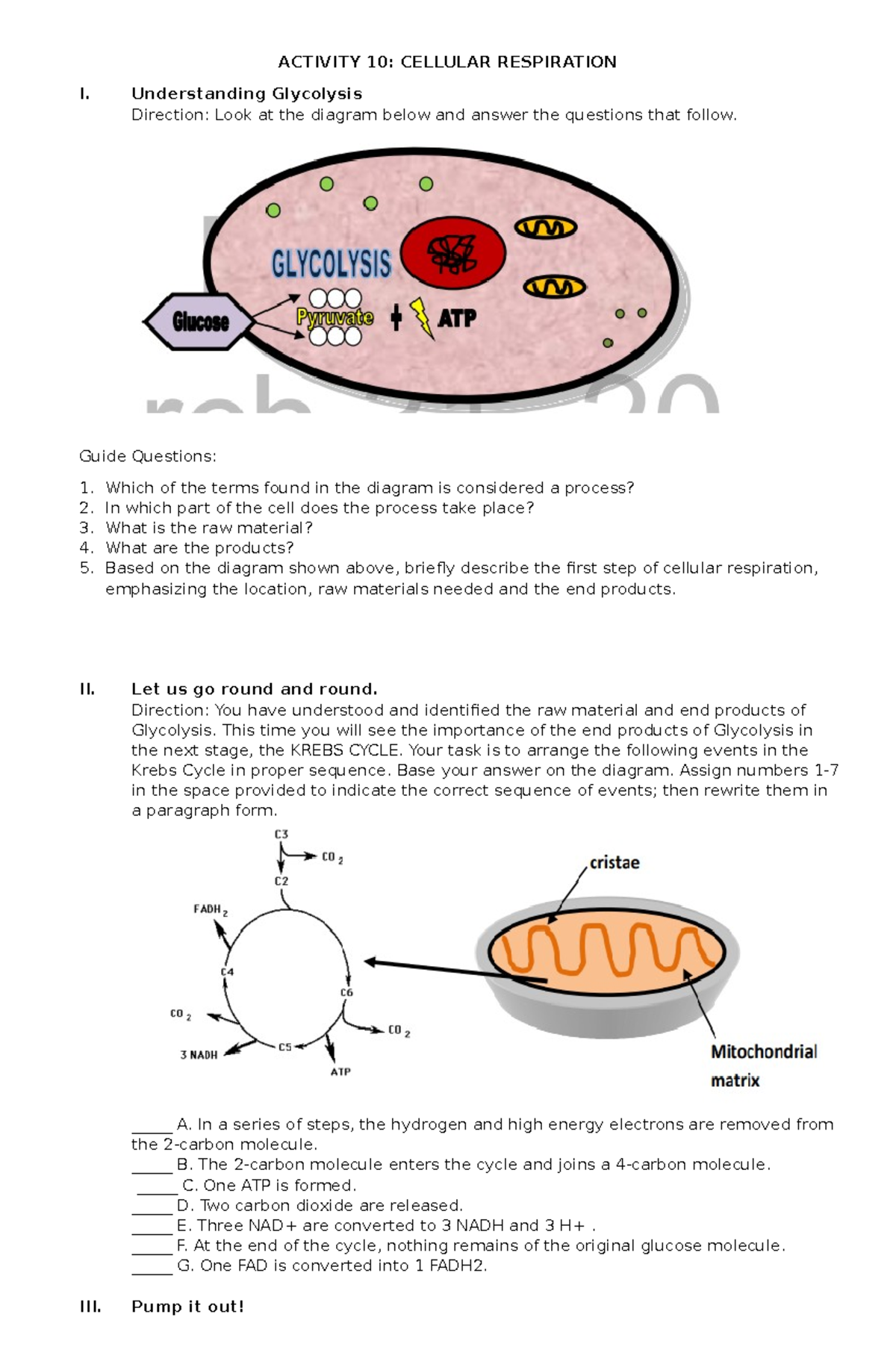 Activity 10 - ACTIVITY 10: CELLULAR RESPIRATION I. Understanding ...