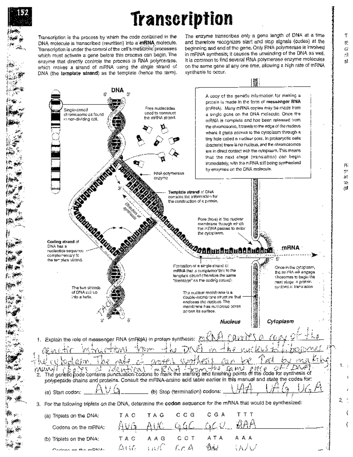 Protein synthesis worksheet answer keys - Transcription Transcription ...
