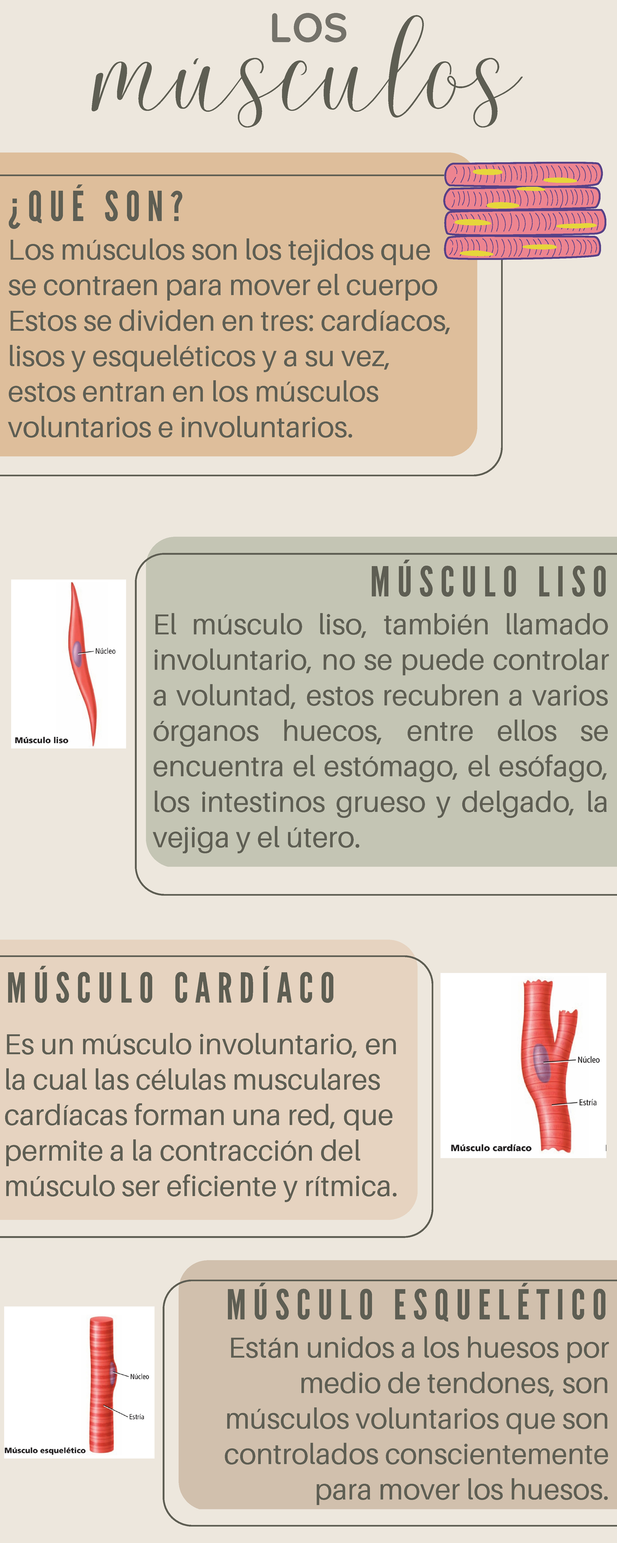 Infografía Músculos. - músculos LOS ¿ Q U É S O N? Los músculos son los ...