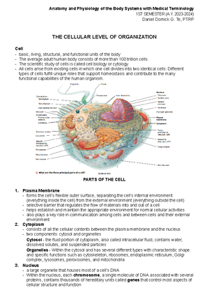 Ch 23 Respiratory System - The respiratory system contributes to ...