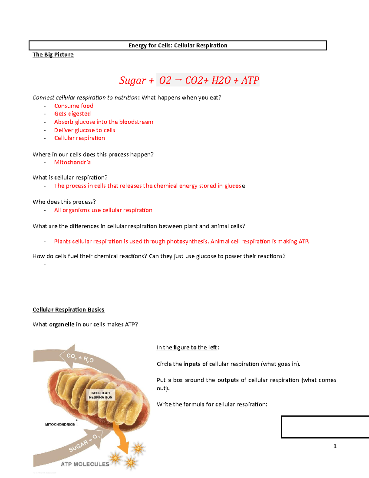 BIOL 1110 Respiration Outline - Energy for Cells: Cellular Respiration ...