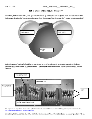 BIOL 1113 Cell Respiration Photosynthesis Assignment - Biology 1113 Lab ...