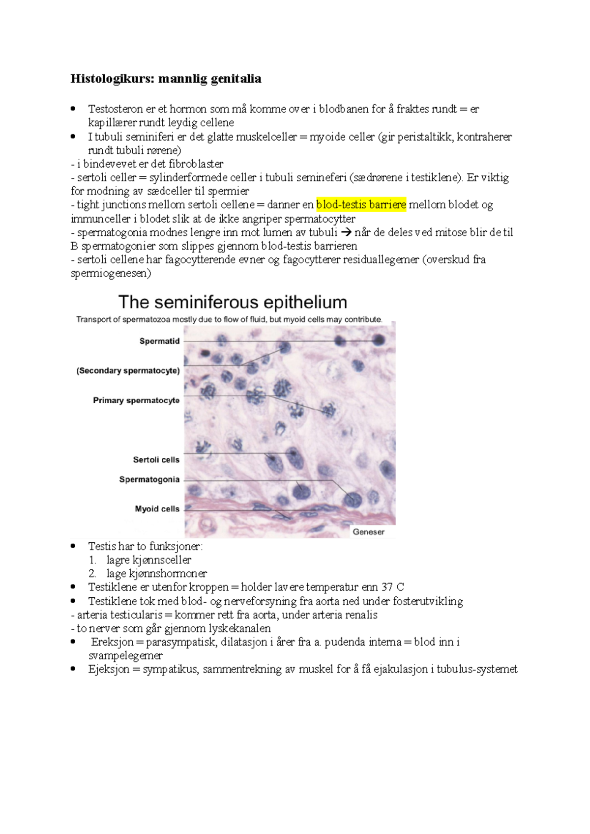 Histologikurs, mannlig genitalia - Er viktig for modning av sædceller ...