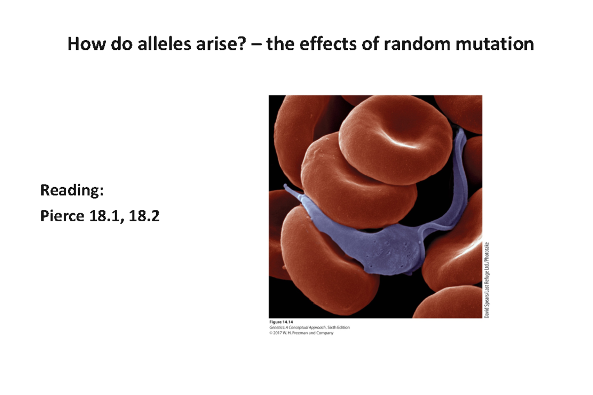 Lecture 11 - Mutations - How do alleles arise? 3 the effects of random ...