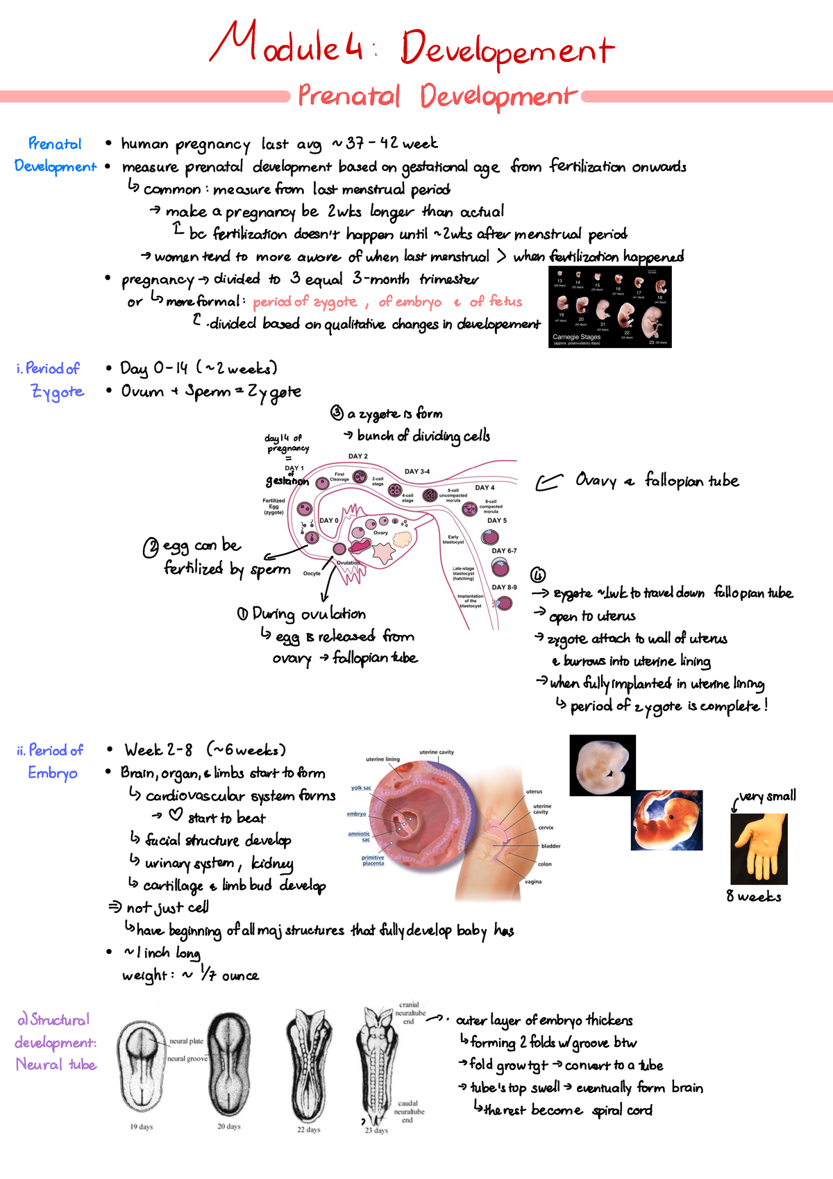 Module 4 Development - Prof. Poole - ####### Module 4 : Dev elopement ...