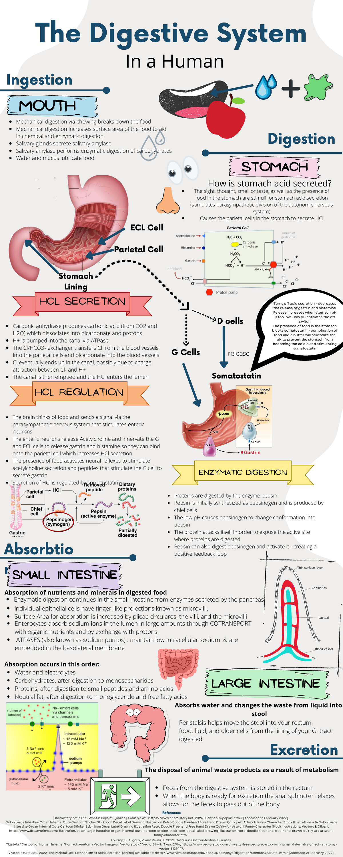 The Digestive System - j jbjn kjjjb hhbjijnbnnjk jb catr cat mat dad ...