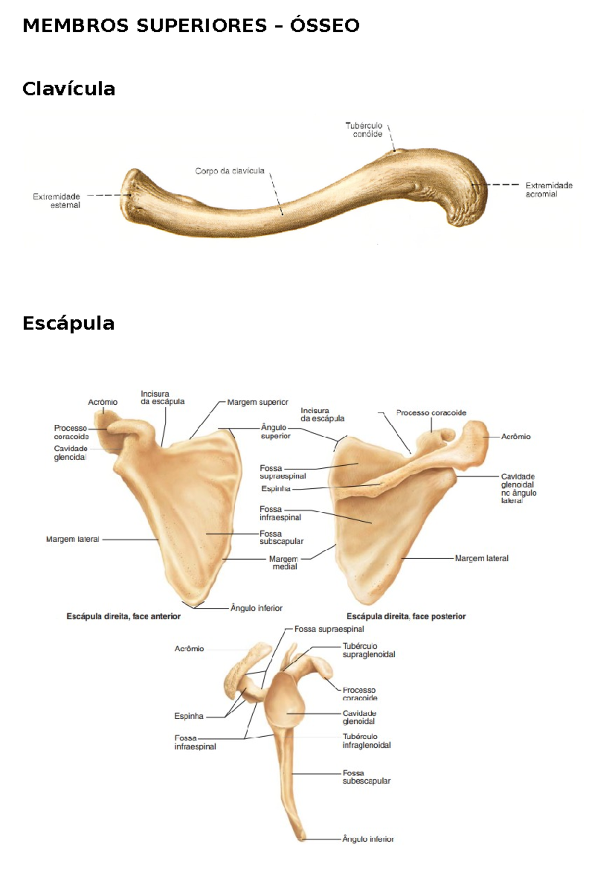 Atlas Anatomia - Resumo Bioquímica - MEMBROS SUPERIORES – ÓSSEO ...