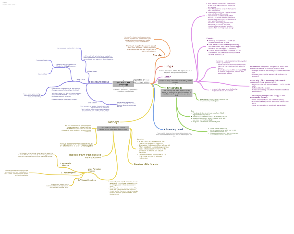 11 Aehby - Excretory System mind map - EXCRETORY SYSTEM Organs that ...