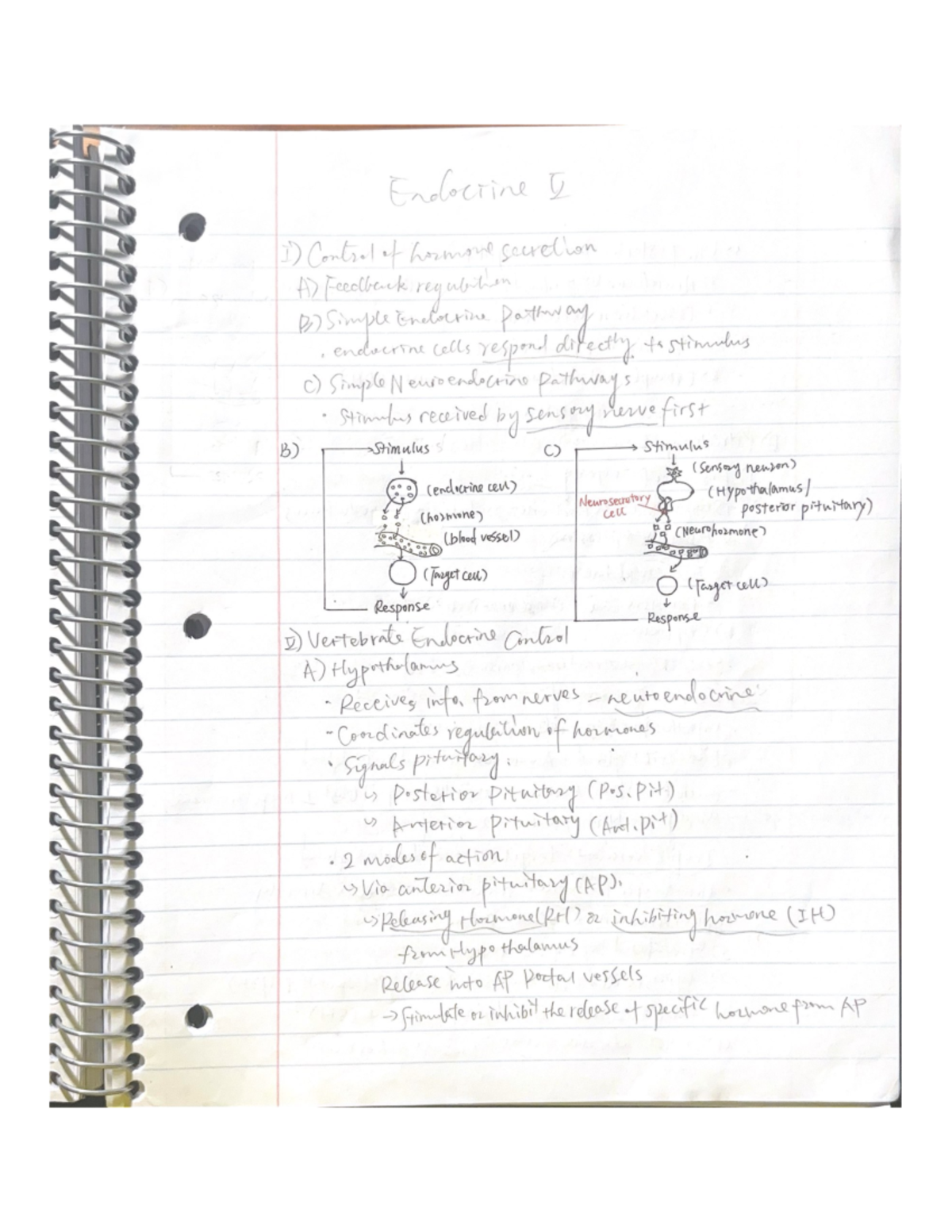 endocrine II lecture notes - Endoctine I I) Control of hormone ...