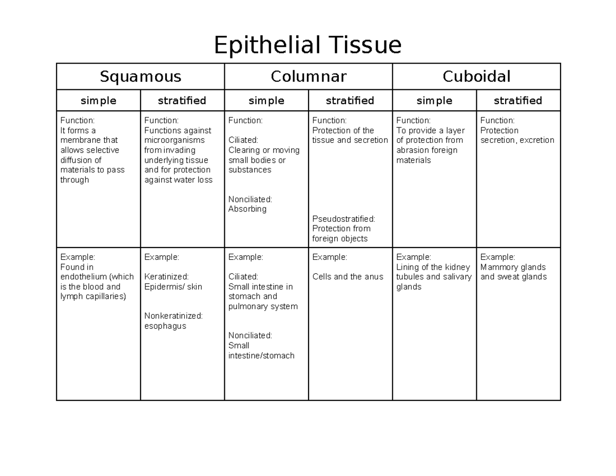 Blank Epithelium tissues organizer-1 dupe - Epithelial Tissue Squamous ...