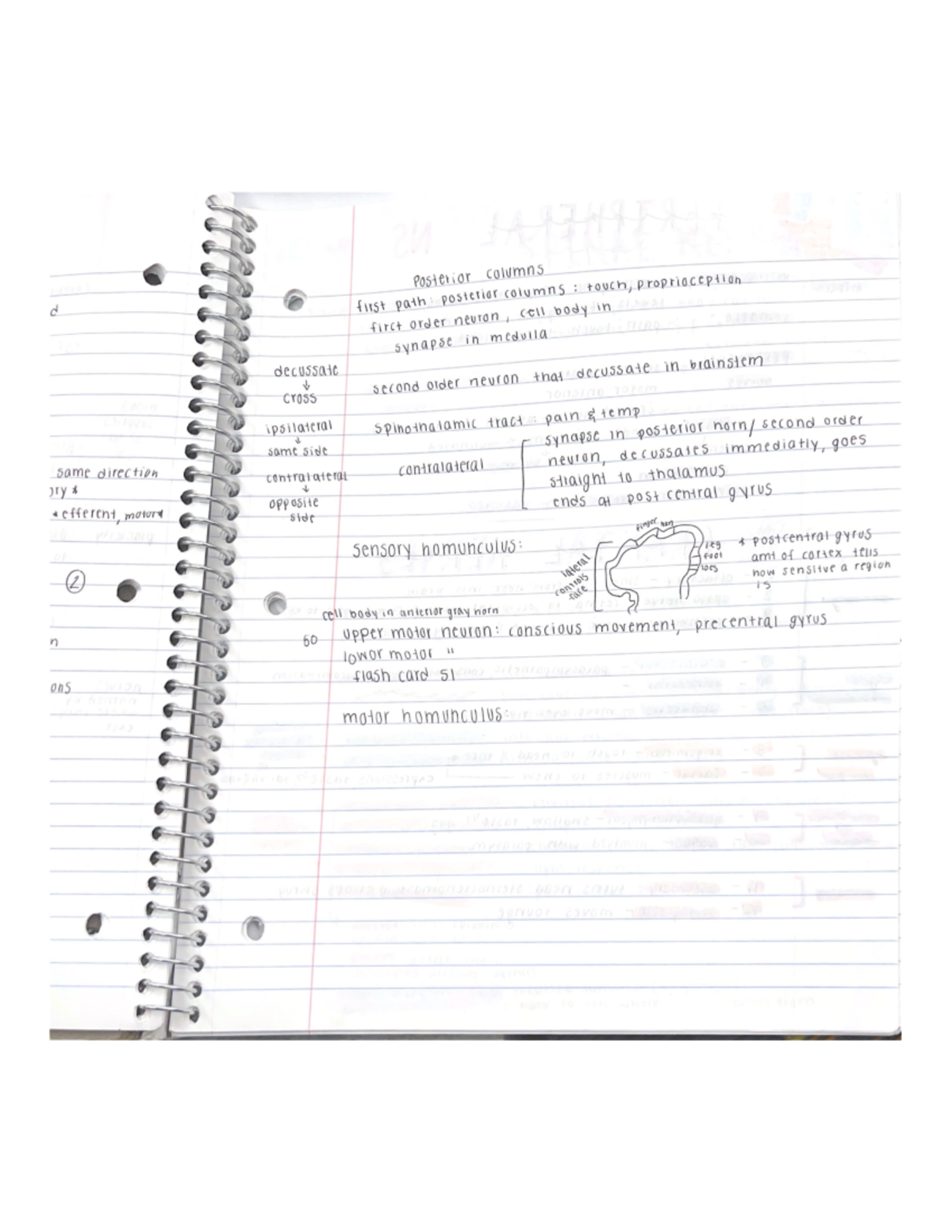 Anatomy (dragged) 3 - stacy ruch - BIO 175 - Studocu