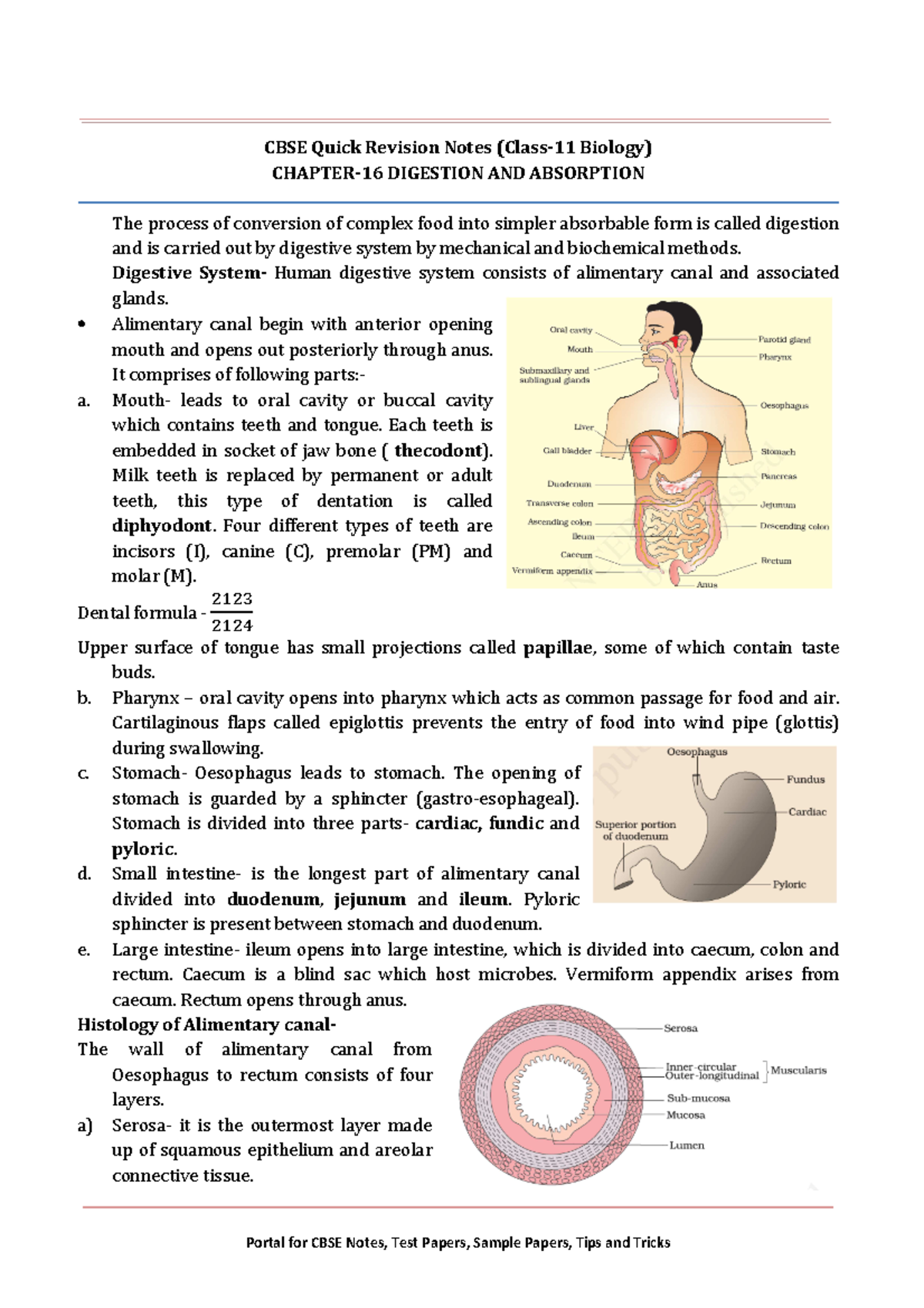 11 biology notes ch16 digestion and absorption - CBSE Quick Revision ...