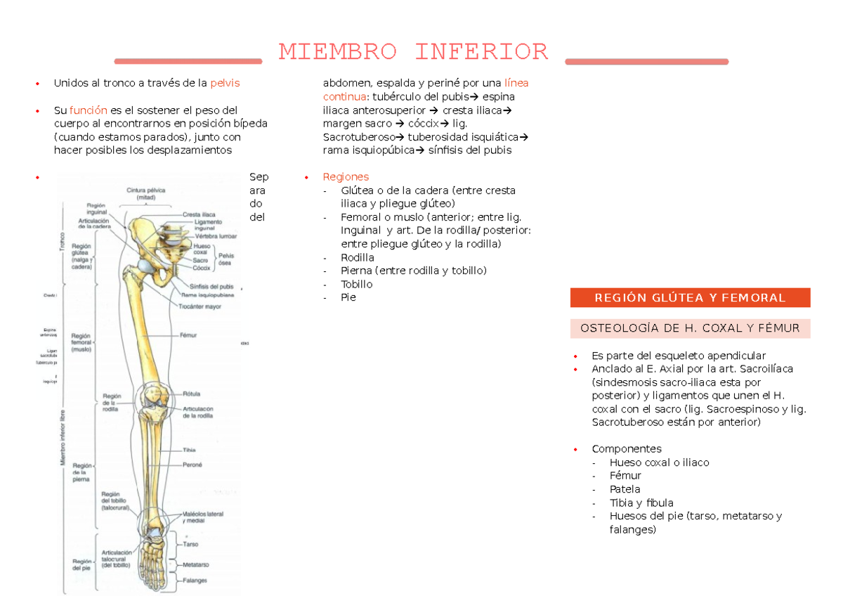 morfología práctica y orientada a la práctica médica - MIEMBRO INFERIOR ...