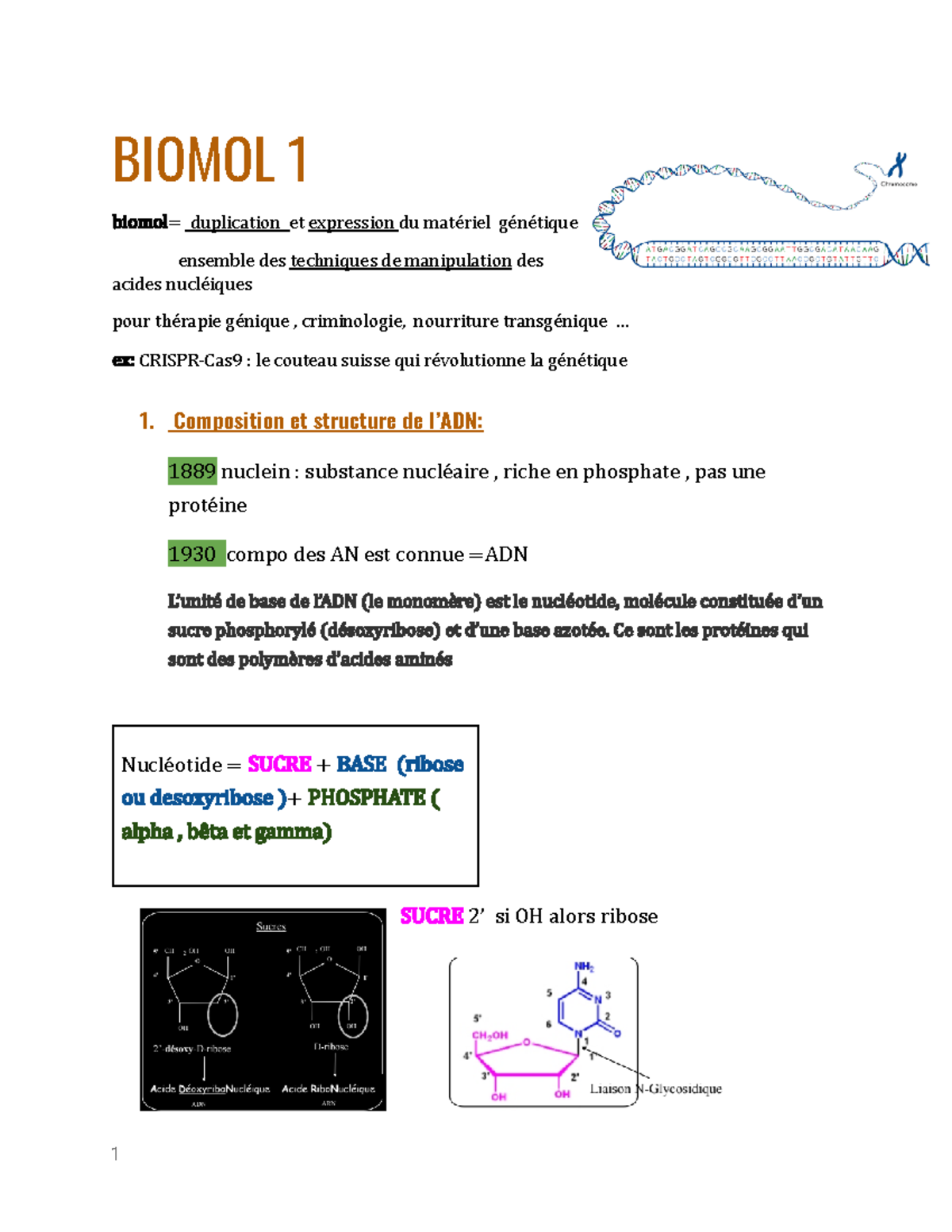 Biomol 1 - BIOMOL 1 biomol= duplication et expression du matériel ...