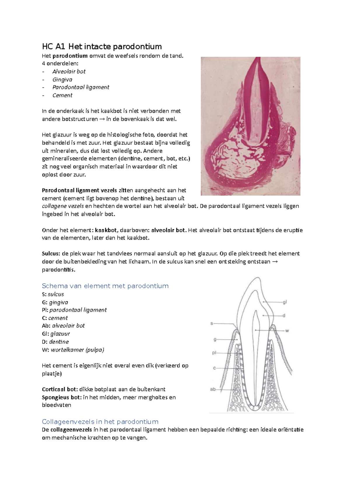 HC A1 Het intacte parodontium - 4 onderdelen: _- Alveolair bot Gingiva ...