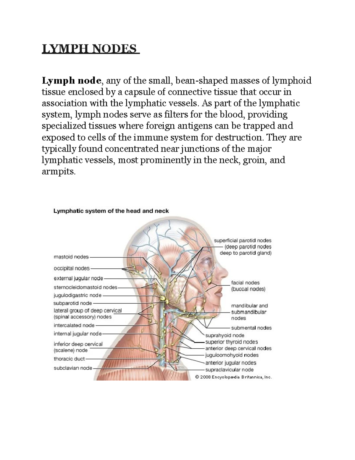 LYMPH NODES- detailed description - LYMPH NODES Lymph node, any of the ...
