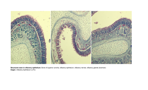 Biotechnology - Quarter 1 - QUARTER 1 – LESSON 1 Traditional and Modern ...