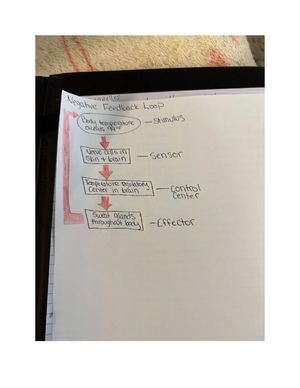 Module 2 Drawing Assignment - MA278 - Epidermis and Dermis Anatomical ...