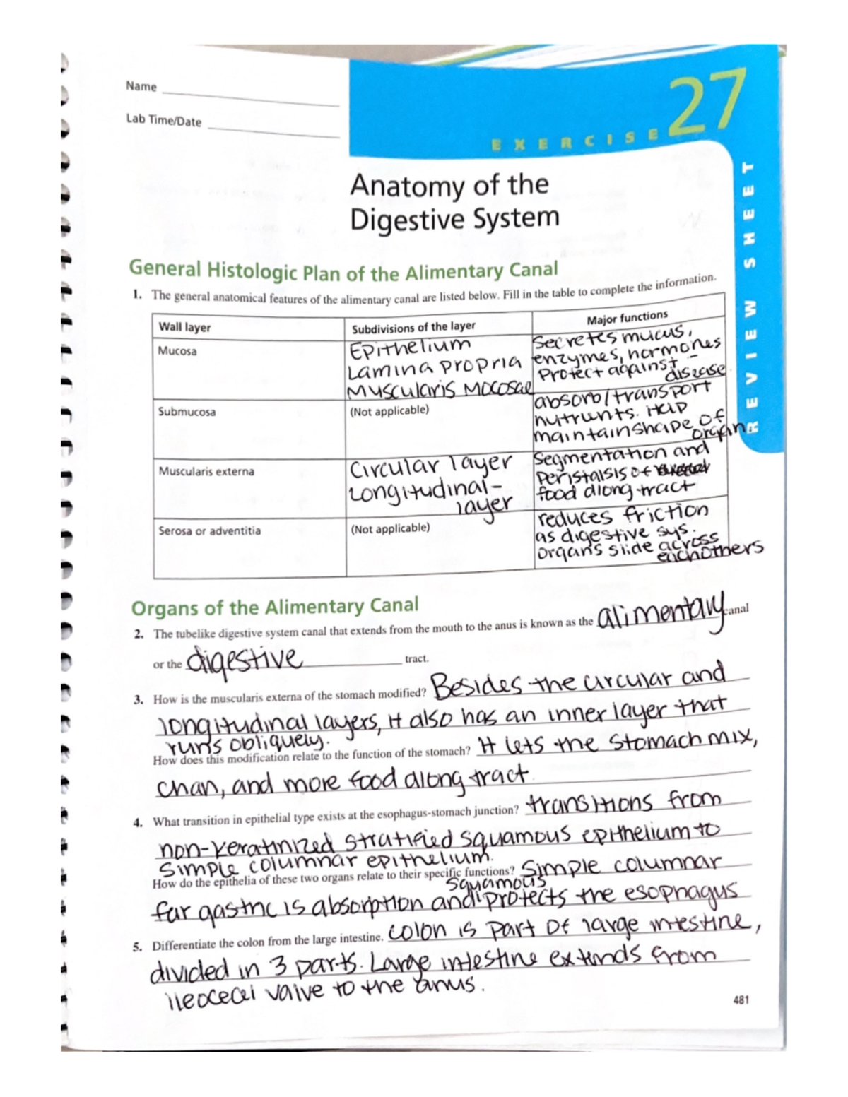 lab 27 digestive system - BIOL 030 - Studocu