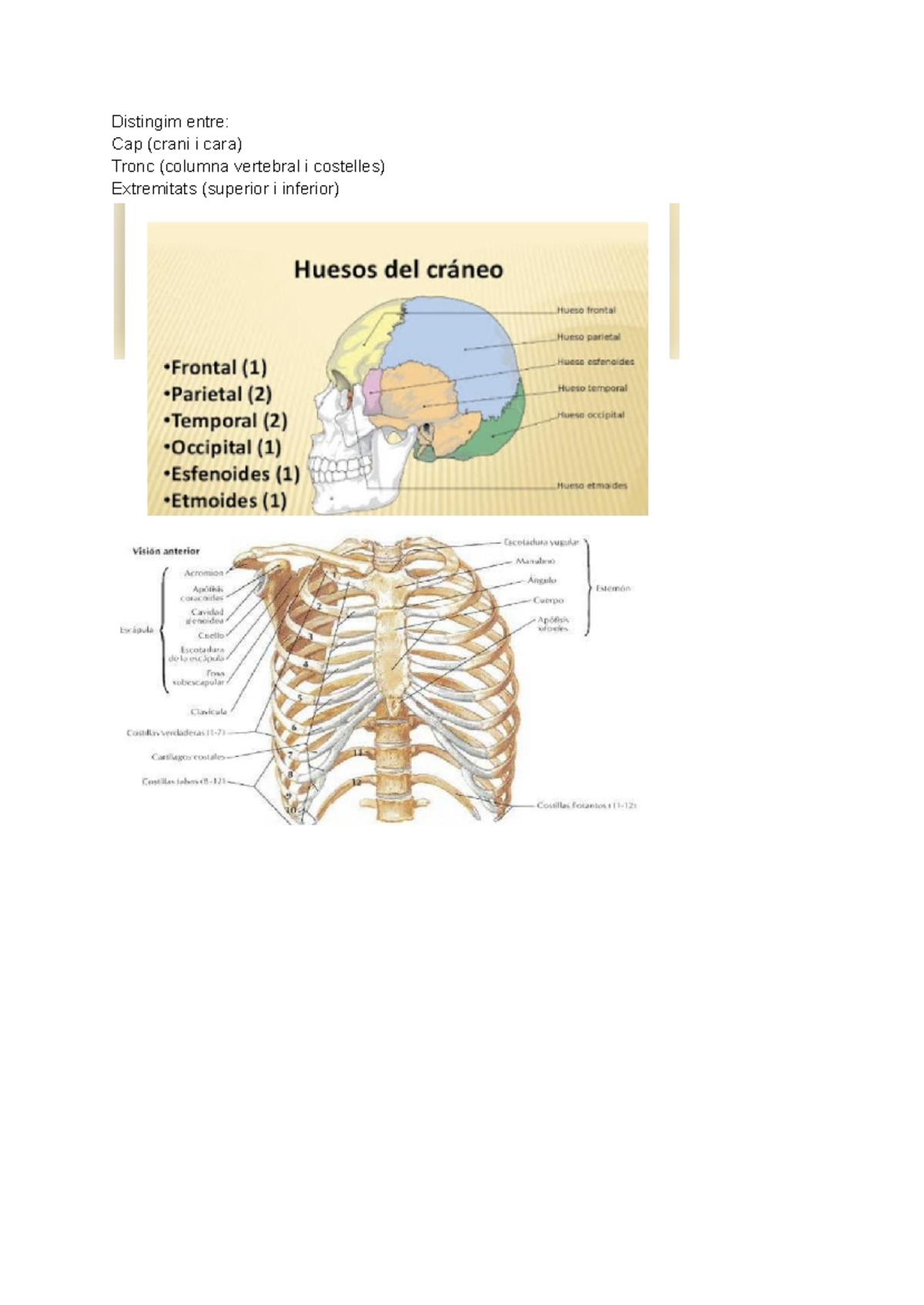 Ossos cos humà - Pintes - Biología - Distingim entre: Cap (crani i cara ...