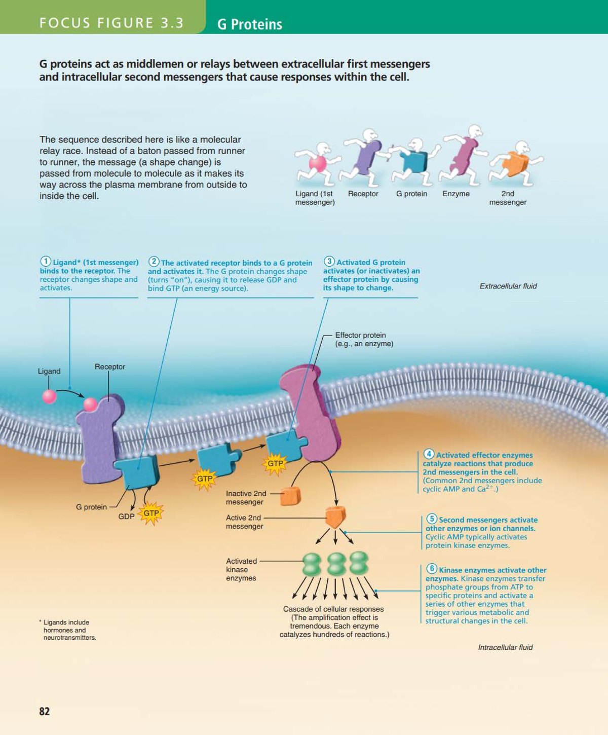 9 - mvg ihh hihi - G Proteins G proteins act as middlemen or re lays ...