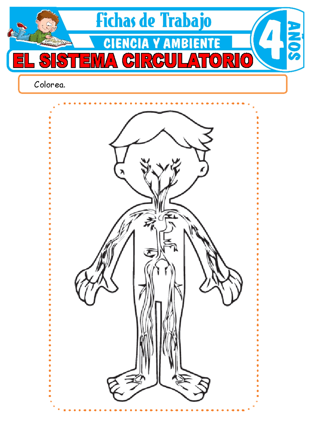 El sistema circulatorio para Ninos de 4 anos - Admisión Curso 2024-2024 ...