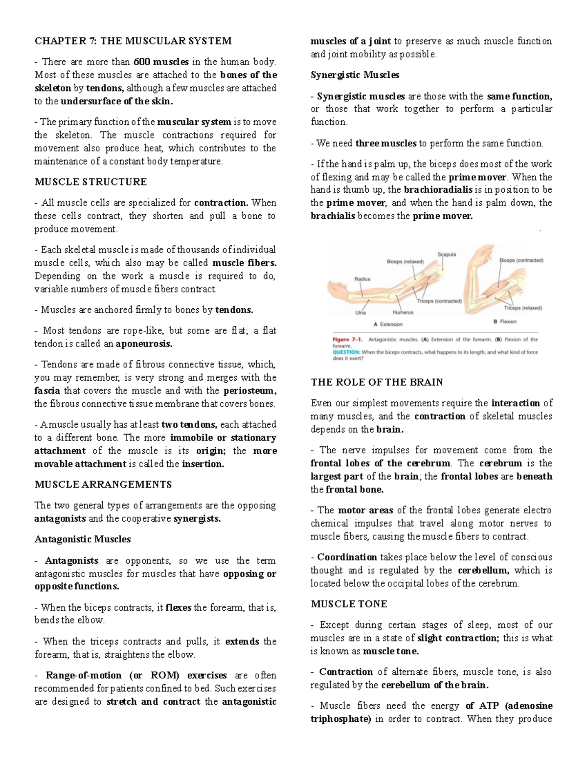 Chapter%207%20 Muscular%20 System - CHAPTER 7: THE MUSCULAR SYSTEM ...