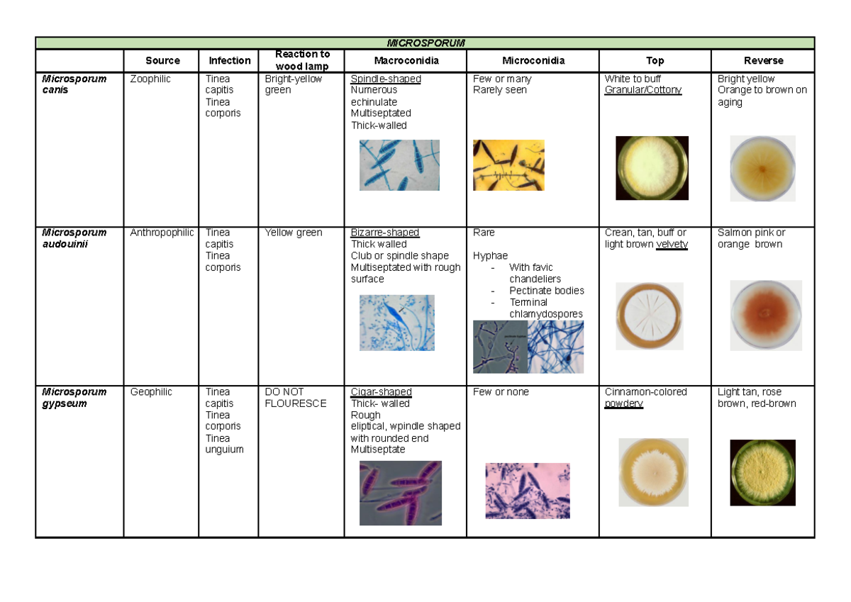 Dermatophytes Table - Summary Textbook of Diagnostic Microbiology ...
