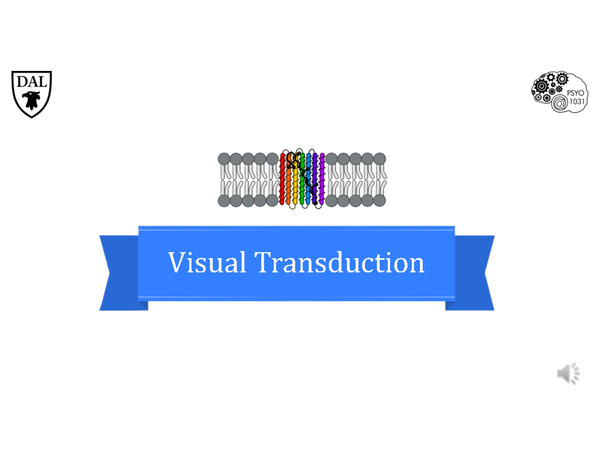 1011 Visual Transduction - Visual Transduction Light & the ...
