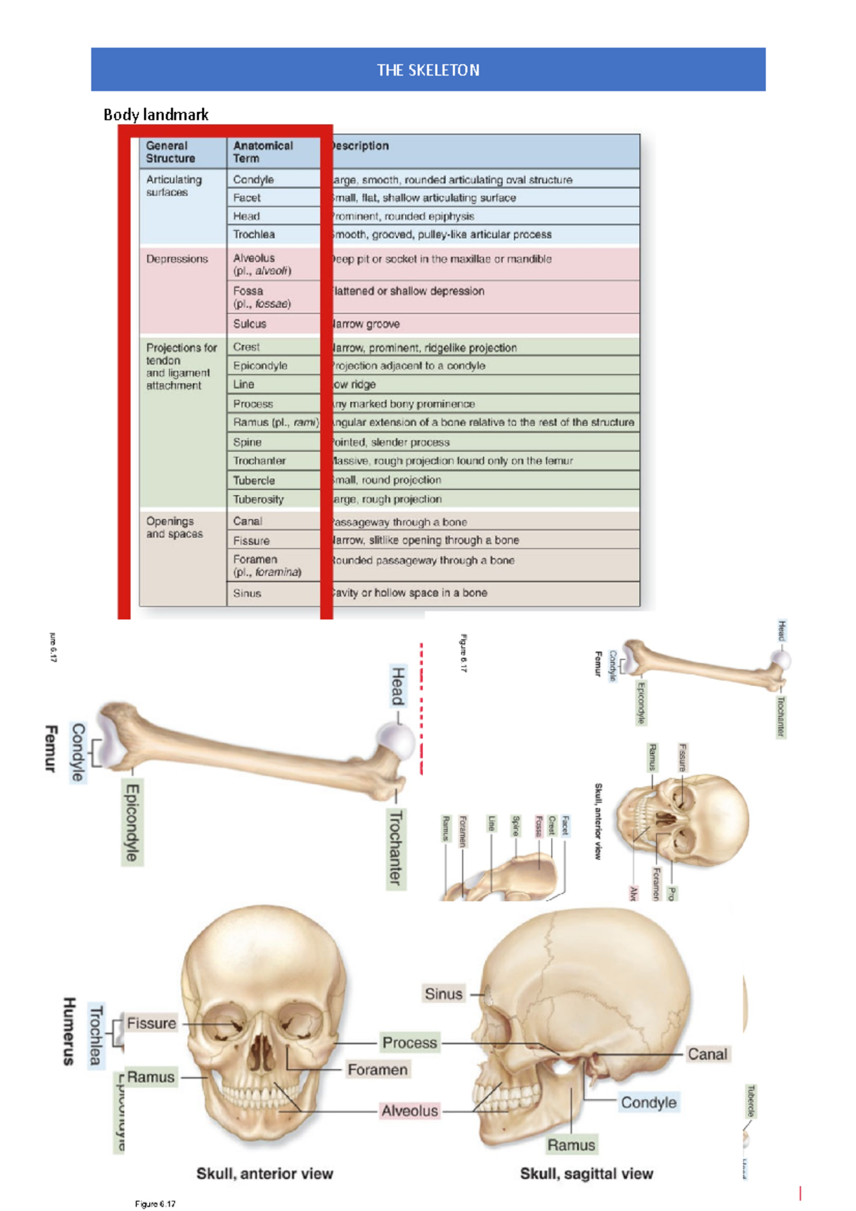 The skeleton - Body landmark The skeleton Typically, 206 bones in the ...