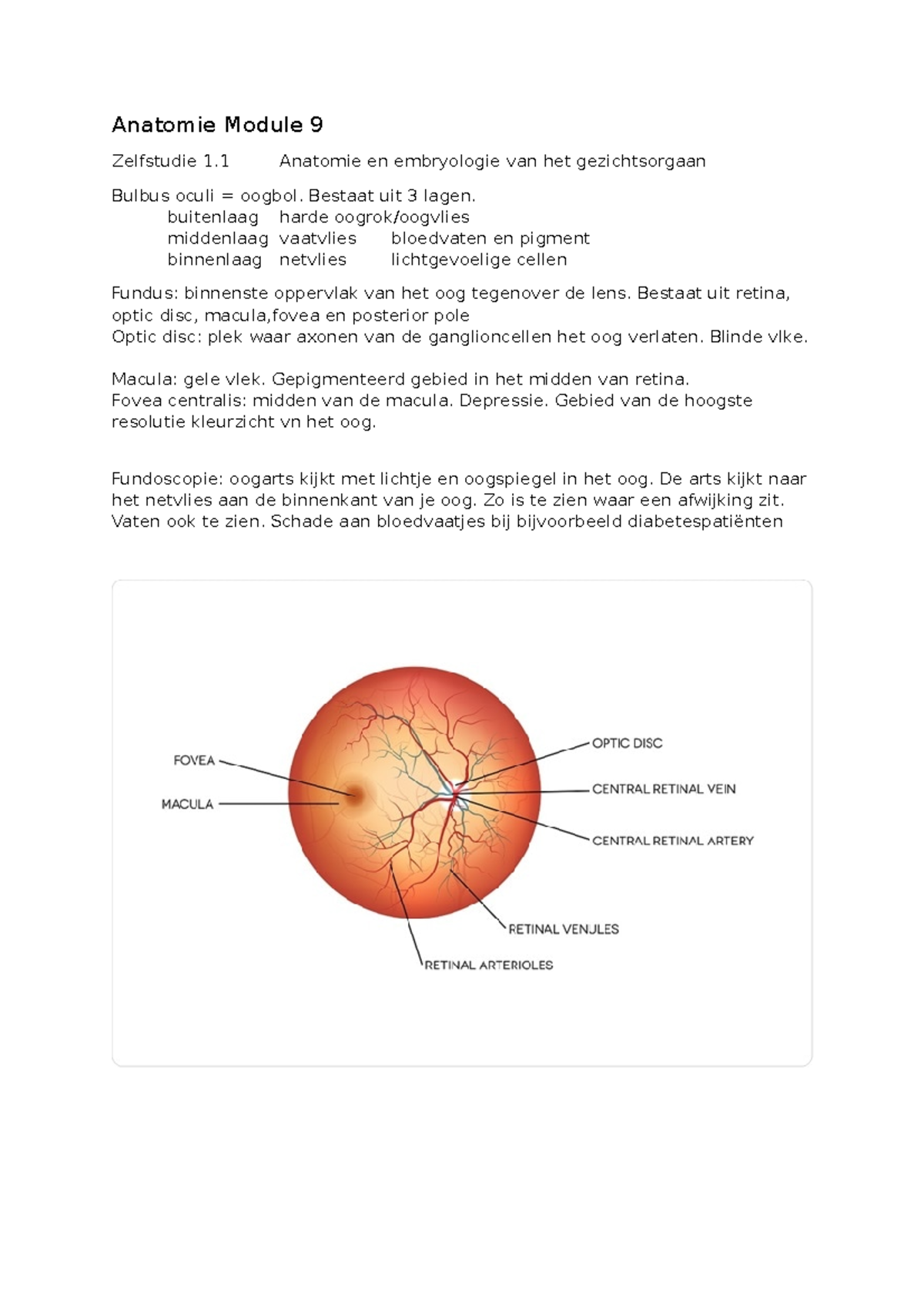 Anatomie Module 9 - Bestaat uit 3 lagen. buitenlaag harde oogrok ...