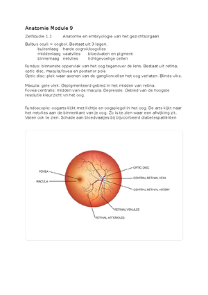 Anatomie Module 9 - Bestaat uit 3 lagen. buitenlaag harde oogrok ...