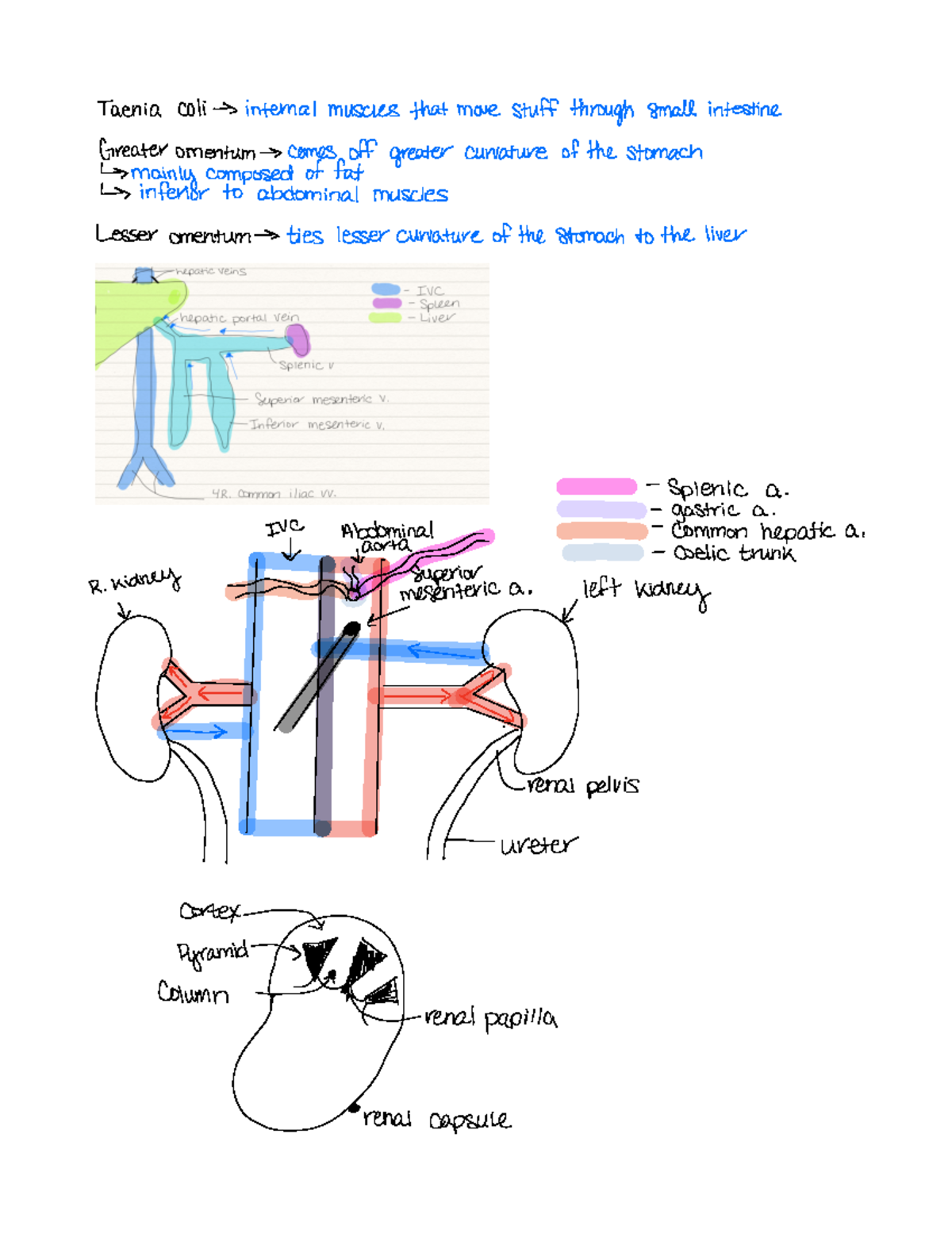 Digestive and Urinary Systems Notes - Taenia coli ...