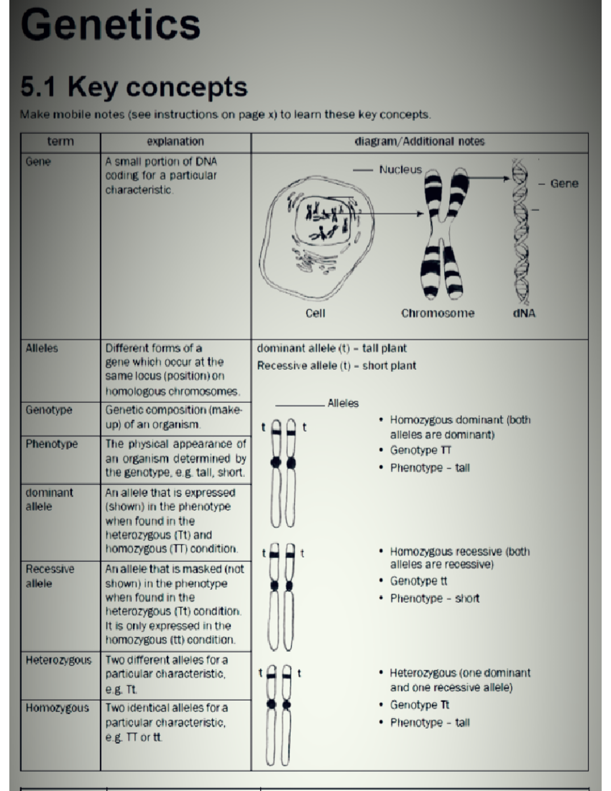 Life science grade 12 notebook learns guide meiosis - Genetics 5 Key ...