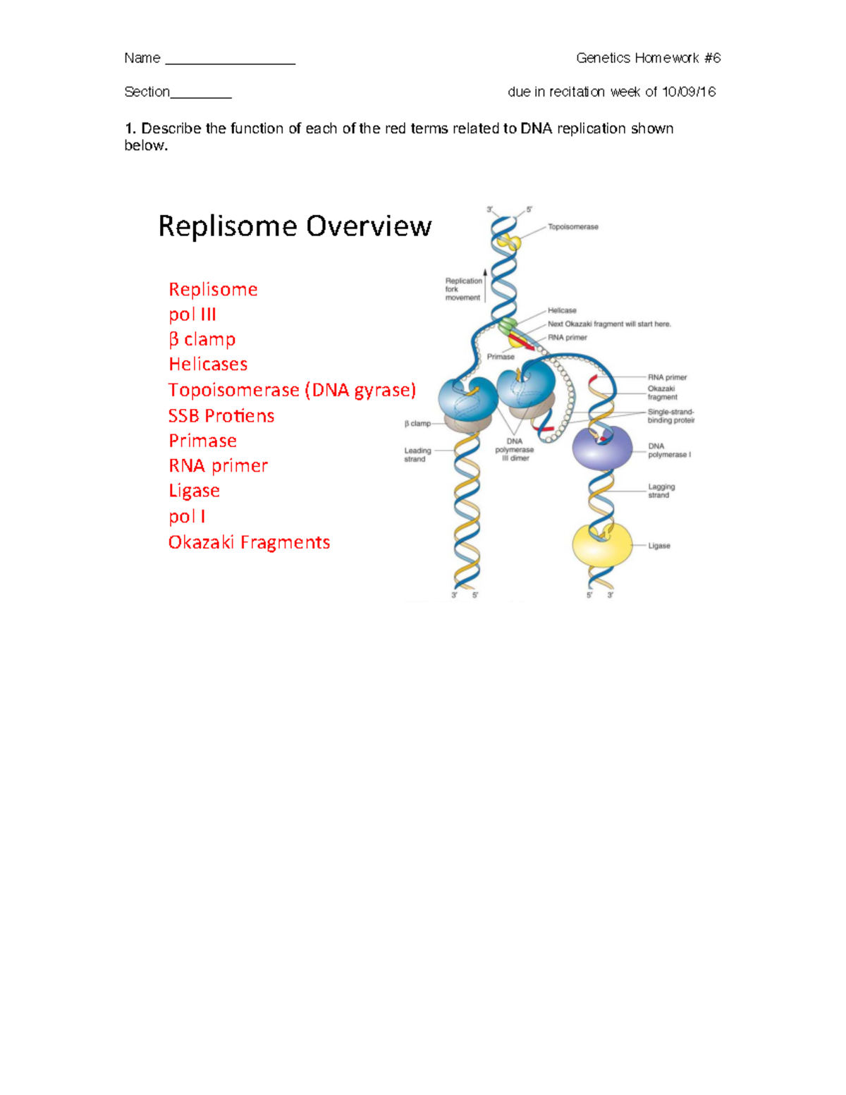 Homework Assignment 6 - Name _________________ Section________ Genetics ...