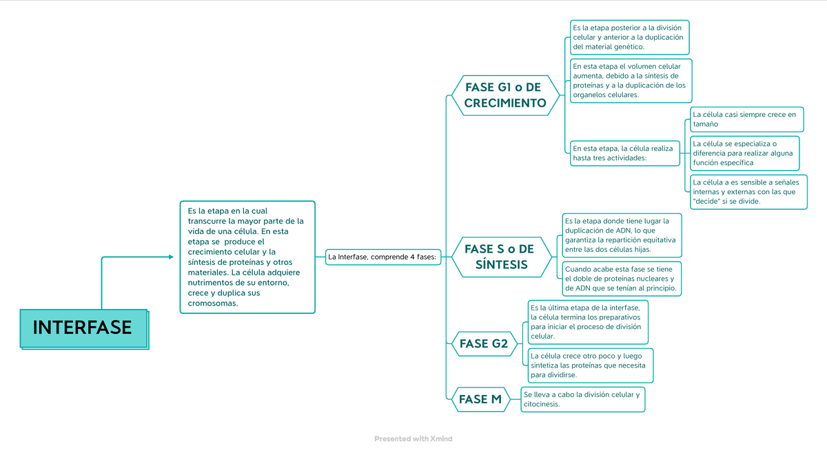 Interfase - INTERFASE Es la etapa en la cual transcurre la mayor parte ...
