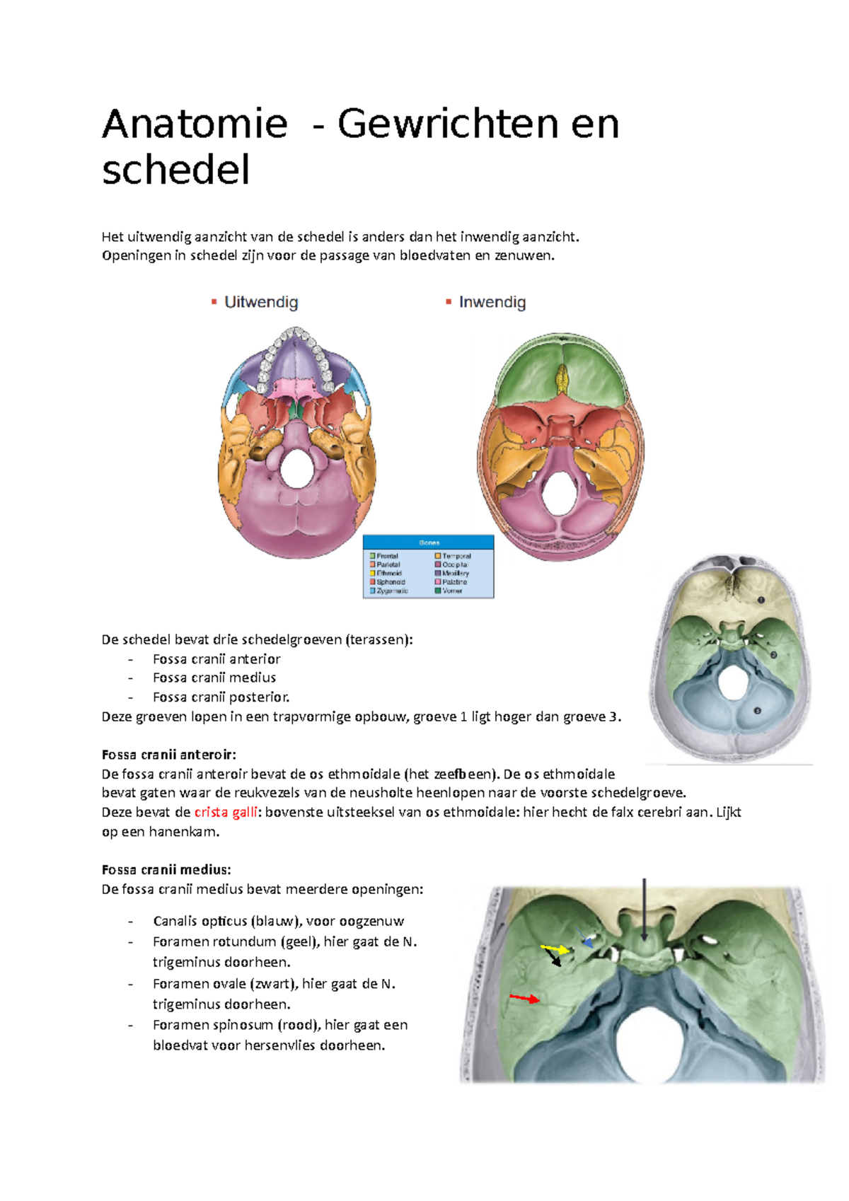 Anatomie - Gewrichten en schedel - Anatomie - Gewrichten en schedel Het ...