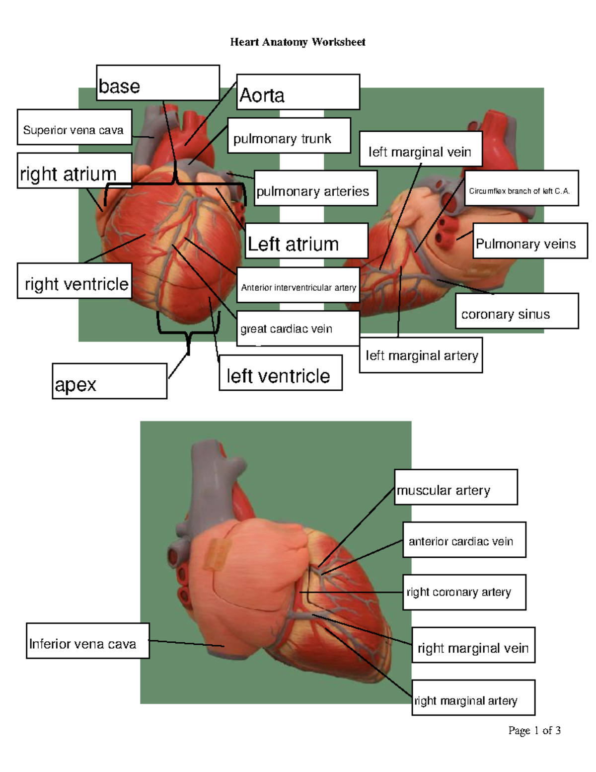 11 Heart Worksheet Filled - PHYL 141L - Page 1 of 3 Heart Anatomy ...
