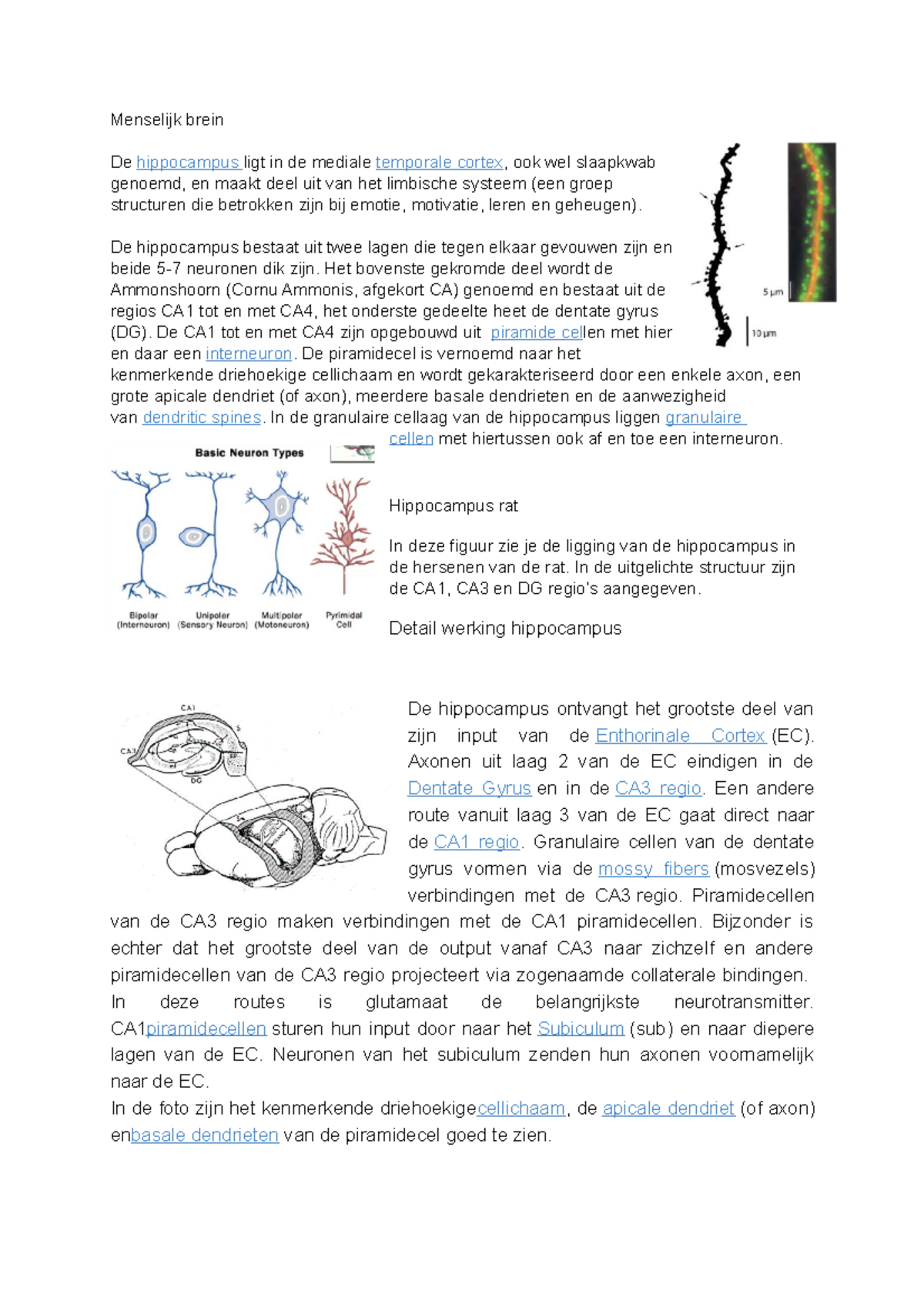 Practicum 1 - Menselijk brein De hippocampus ligt in de mediale ...