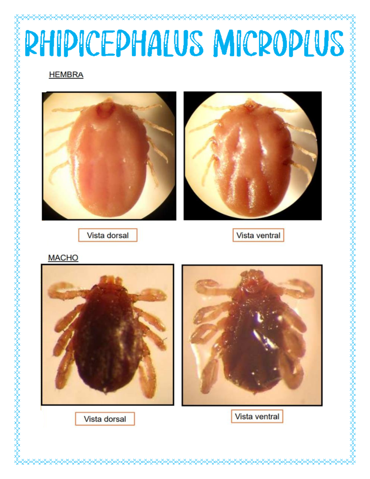Rhipicephalus Microplus