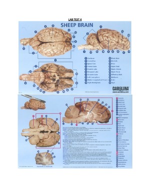 [Solved] Which of the following cranial nerves is considered a mixed ...